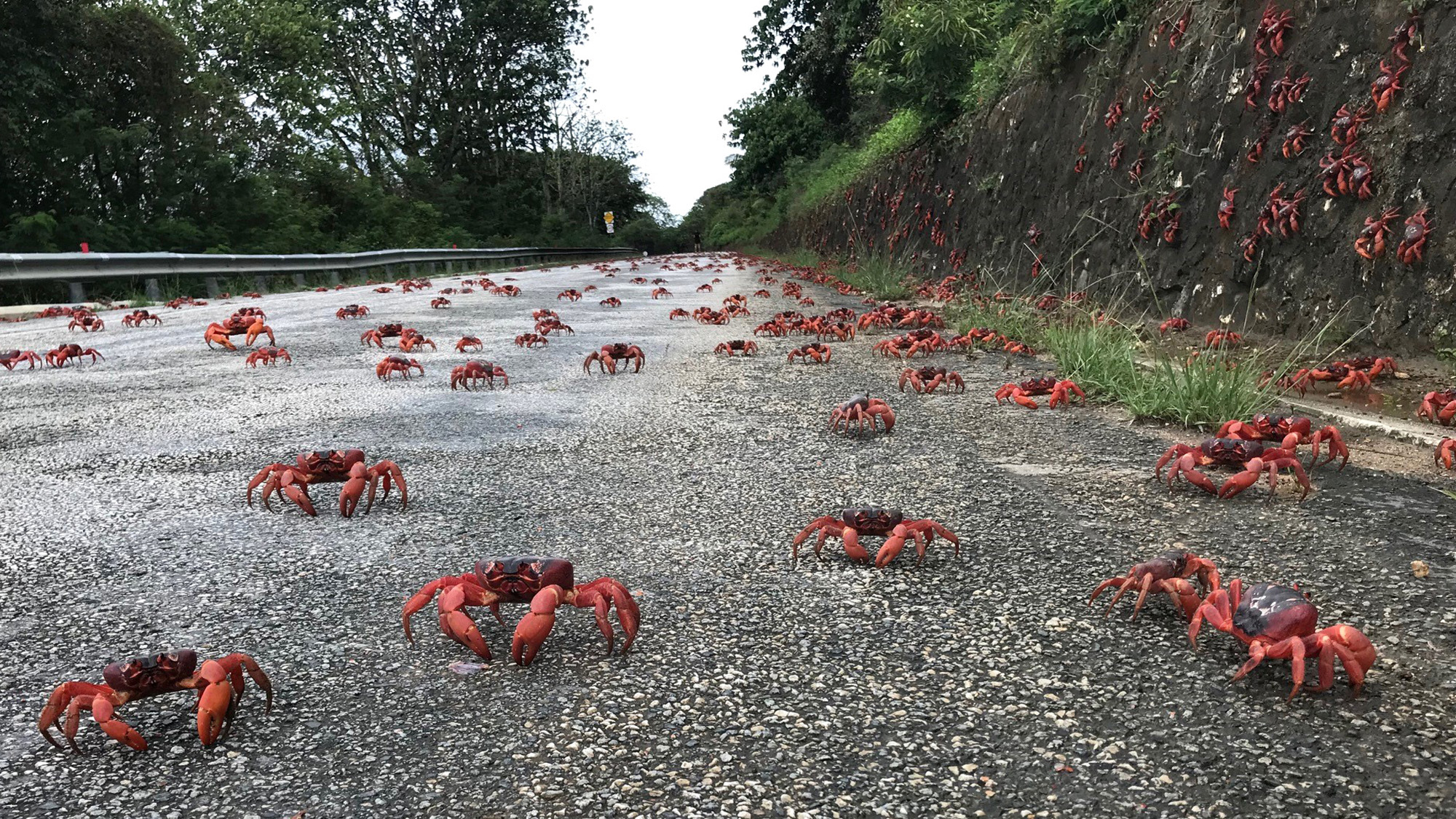 Millions of crabs scuttle across this island every year | Popular Science