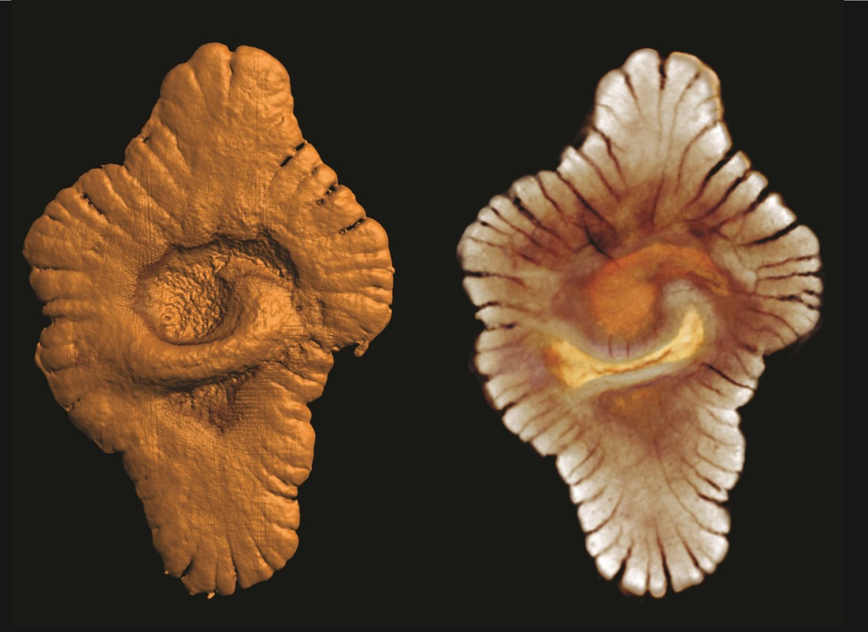 Study claims life tried to evolve 1.5 billion years earlier than we ...