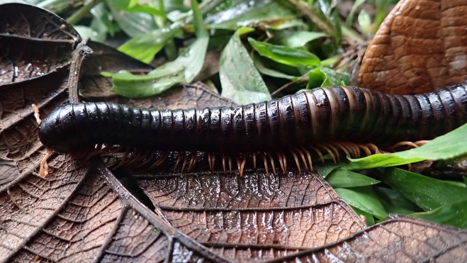 Expedition finds a 10-inch long millipede lost to science for 126 years ...