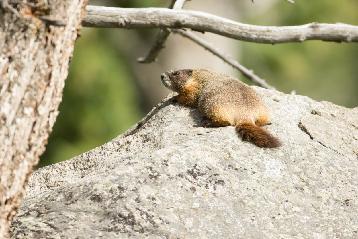 It's sploot season: Animals strike a pose to chill out | Popular Science