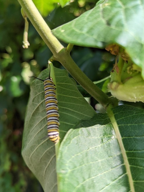 How everyone can help monarch butterflies | Popular Science