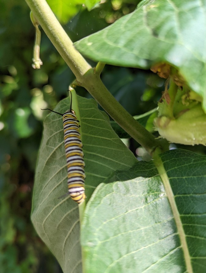 How everyone can help monarch butterflies | Popular Science