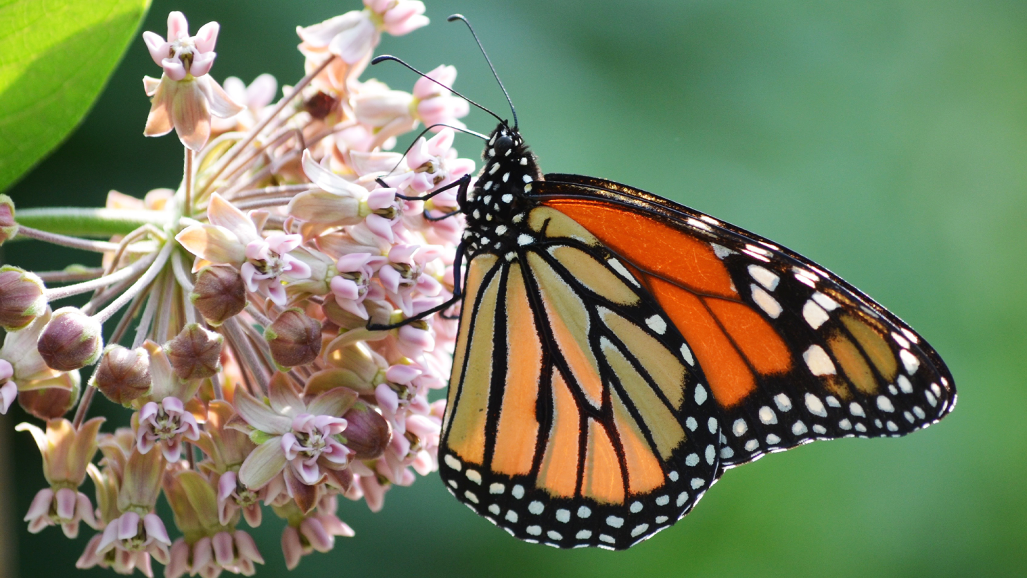 How everyone can help monarch butterflies | Popular Science