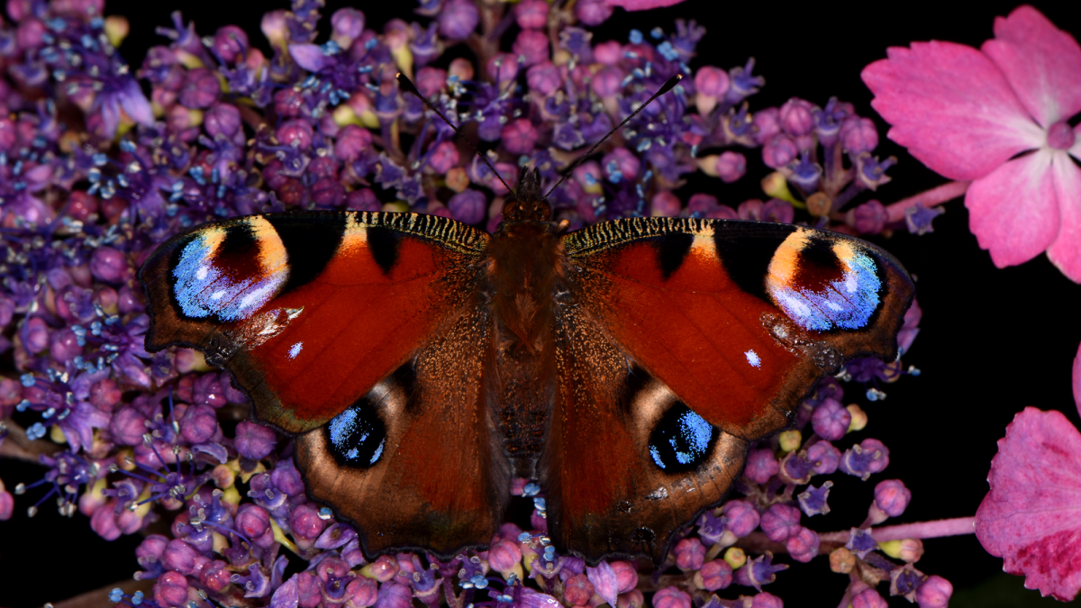 Butterflies and moths suck up pollen with static electricity | Popular ...