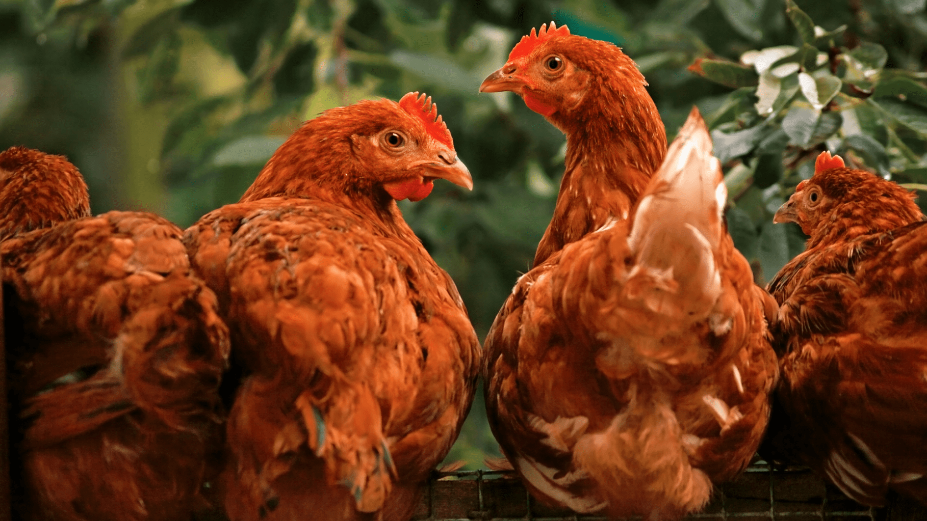 Not to ruffle feathers, but chickens blush | Popular Science