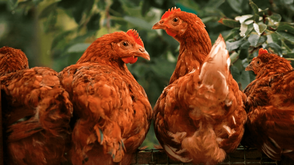 Not to ruffle feathers, but chickens blush | Popular Science
