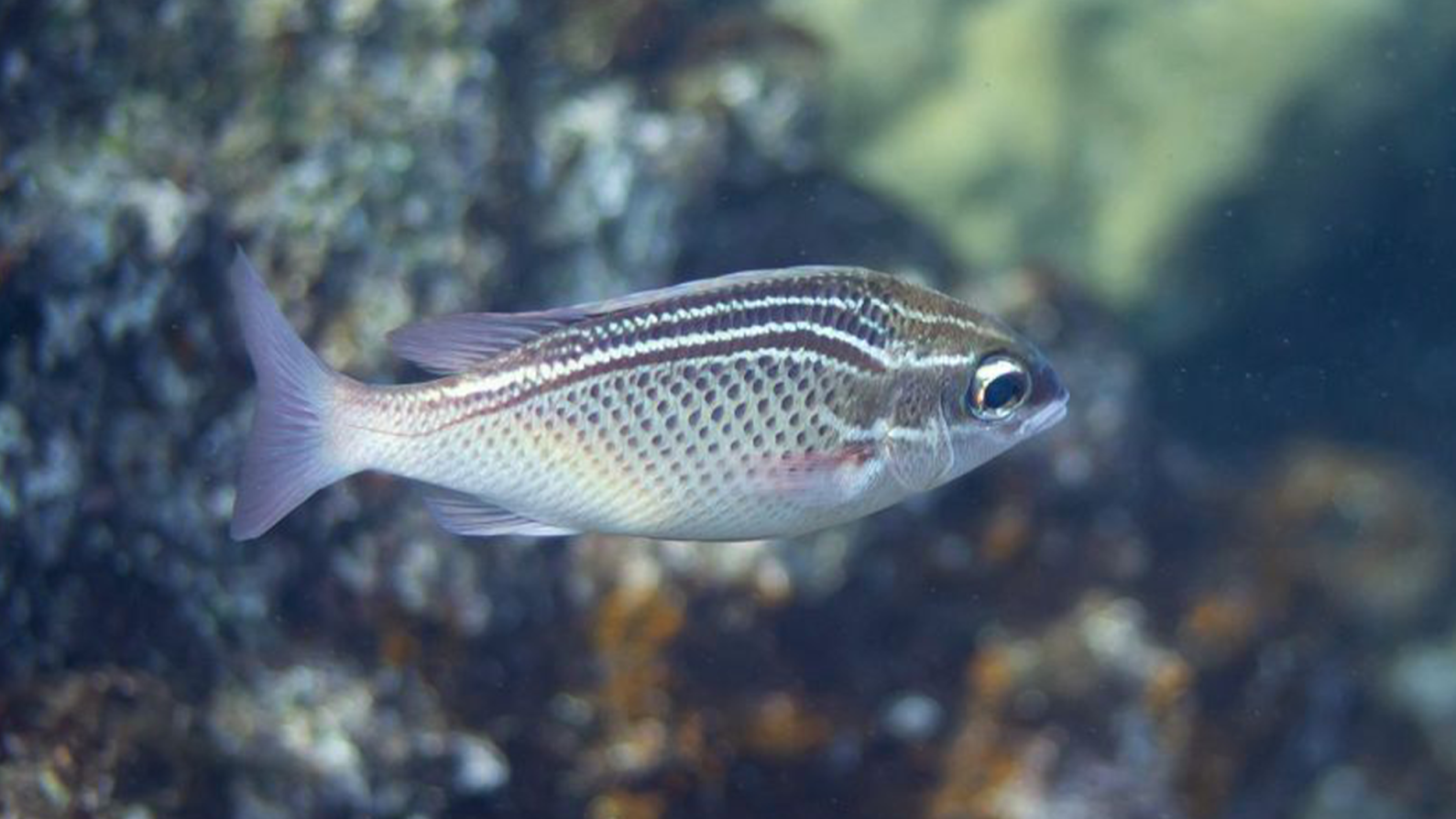 Should we swap red meat for fish? | Popular Science