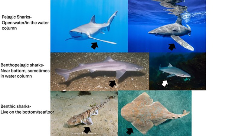 When the ocean got hot, the sharks bulked up | Popular Science
