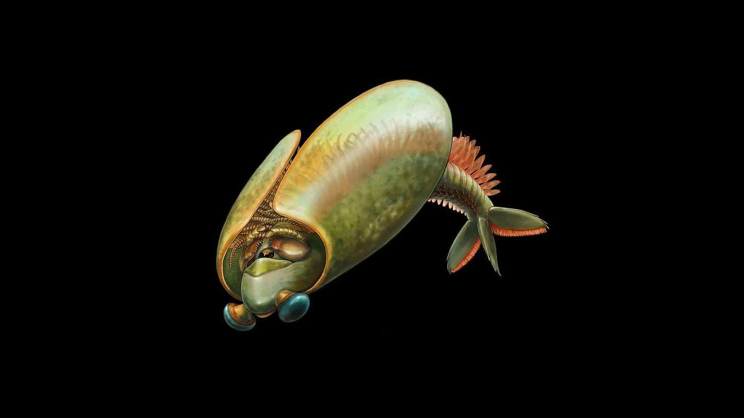 This taco-shaped critter is a big (evolutionary) deal | Popular Science