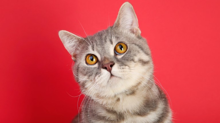 Why do cats’ eyes glow in the dark? | Popular Science