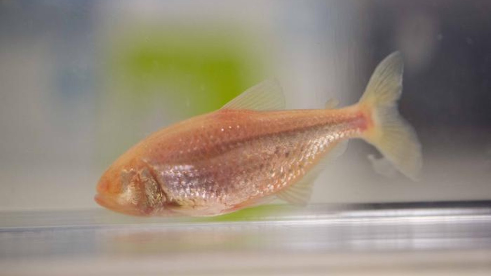 This eyeless cavefish grows extra taste buds on its head | Popular Science