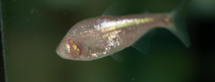 This eyeless cavefish grows extra taste buds on its head | Popular Science