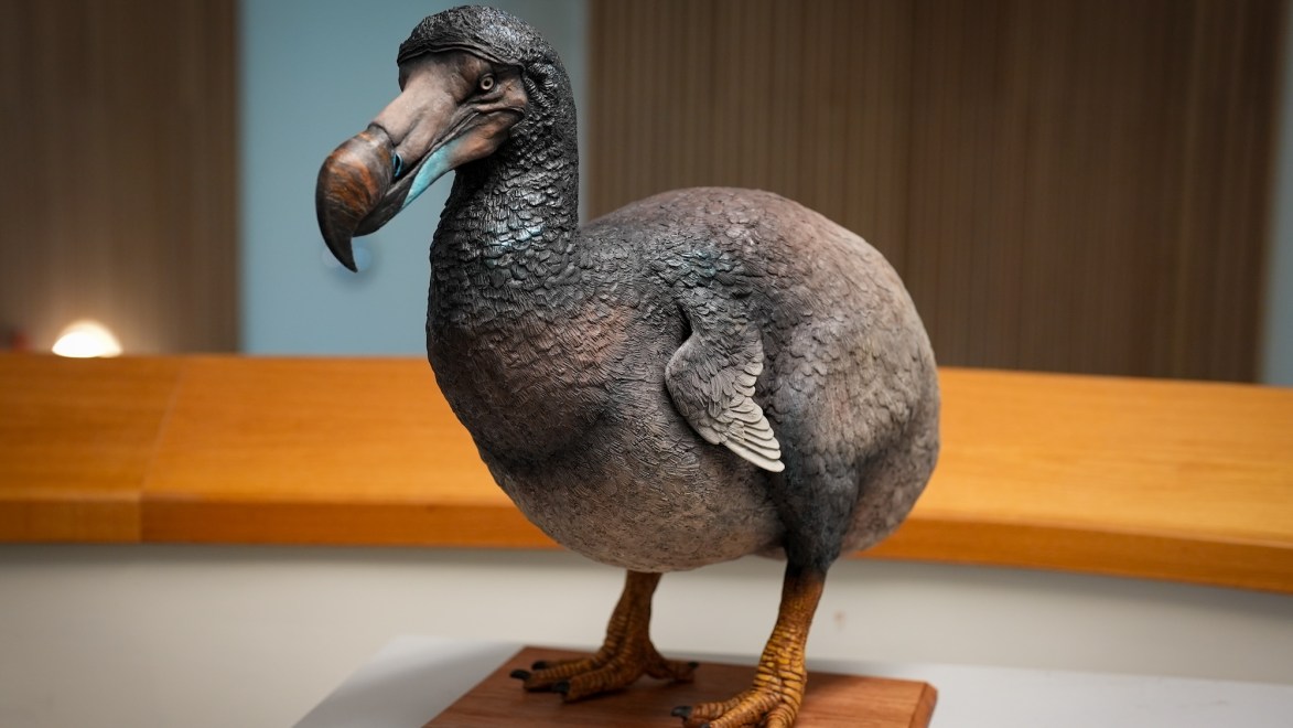 The dodo was faster and smarter than you think | Popular Science