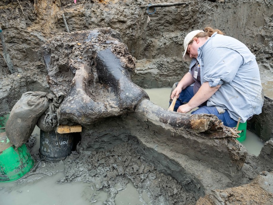 Huge mastodon skull found in a rural Iowa creek | Popular Science