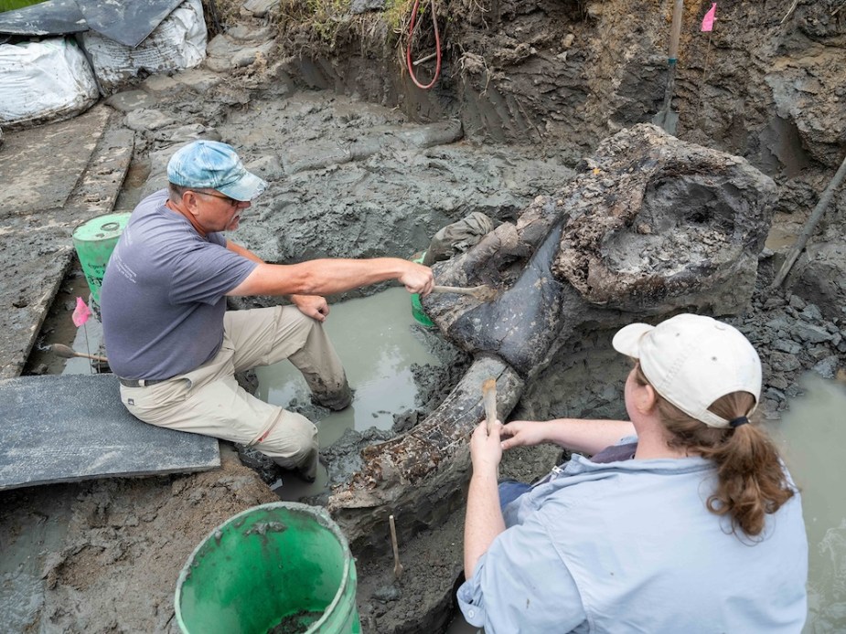 Huge mastodon skull found in a rural Iowa creek | Popular Science