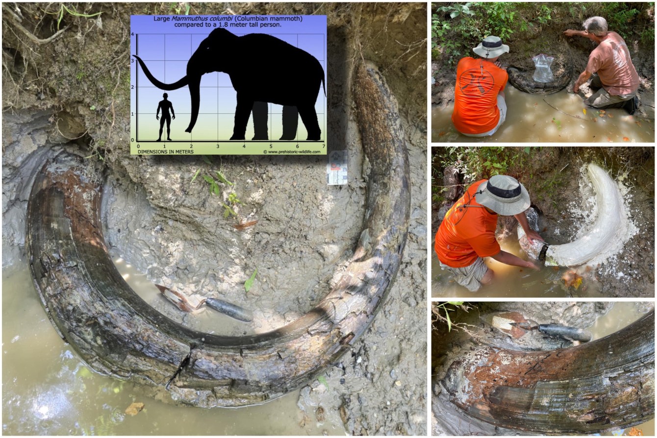 Man finds gigantic mammoth tusk in a Mississippi creek | Popular Science