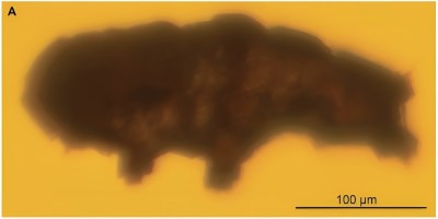 Extremely rare tardigrade fossils seen in unprecedented detail ...