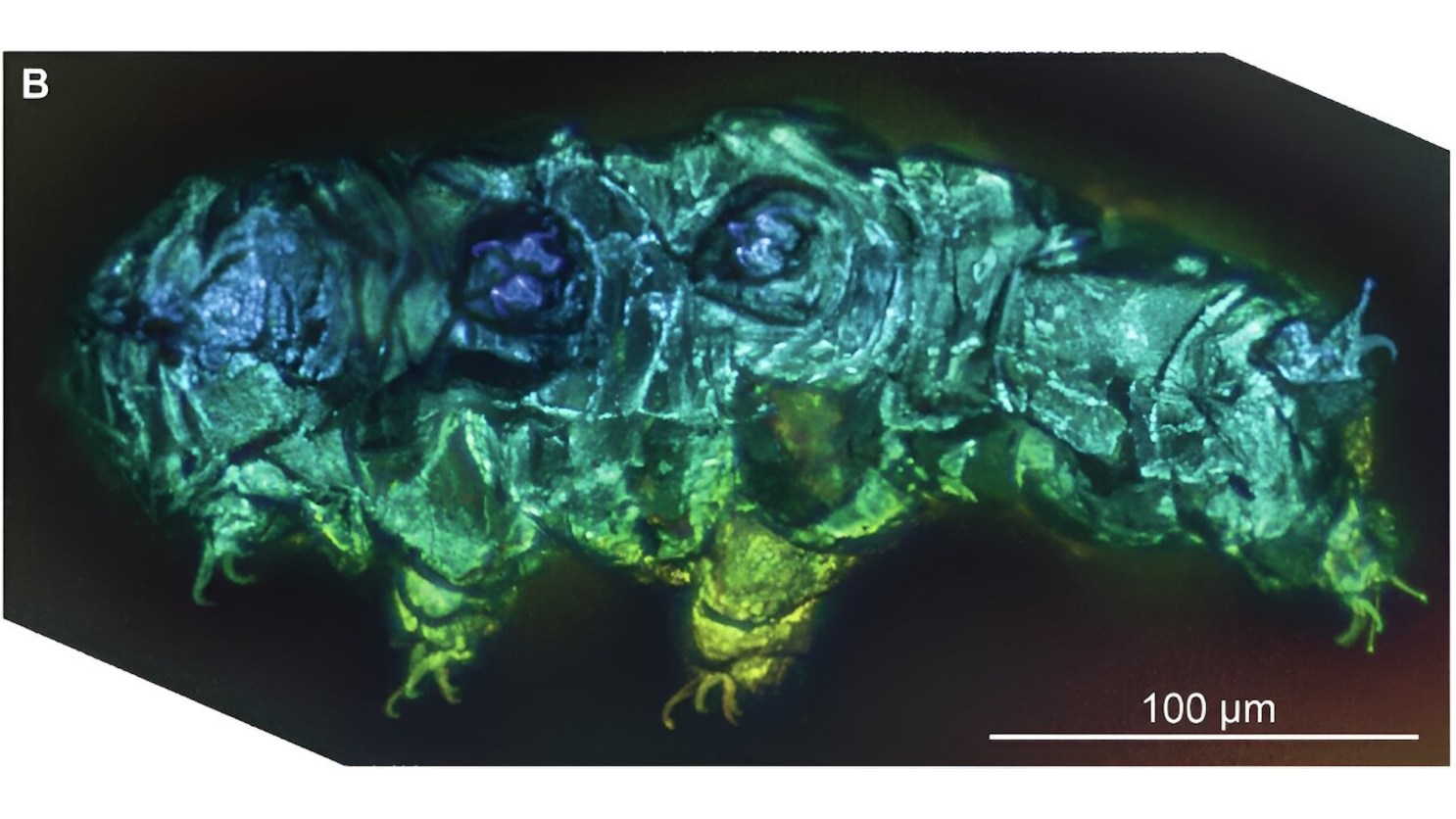 Extremely rare tardigrade fossils seen in unprecedented detail ...