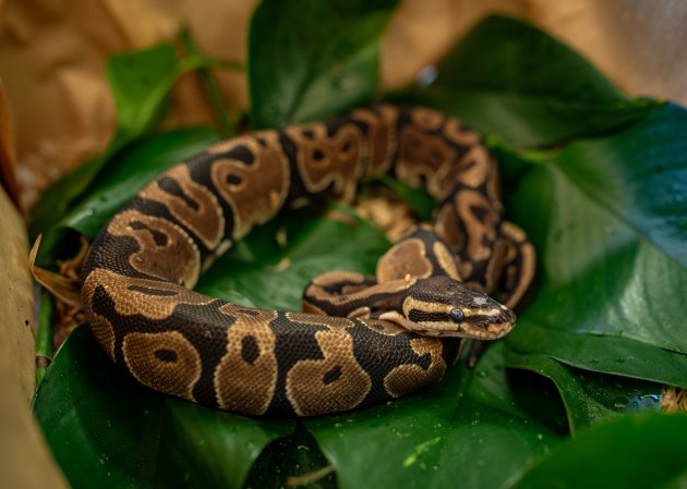 How pythons can eat such giant meals | Popular Science