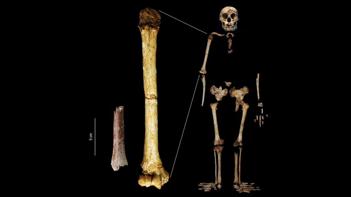 New ‘Hobbit’ fossils discovered on Indonesia’s Flores island | Popular ...