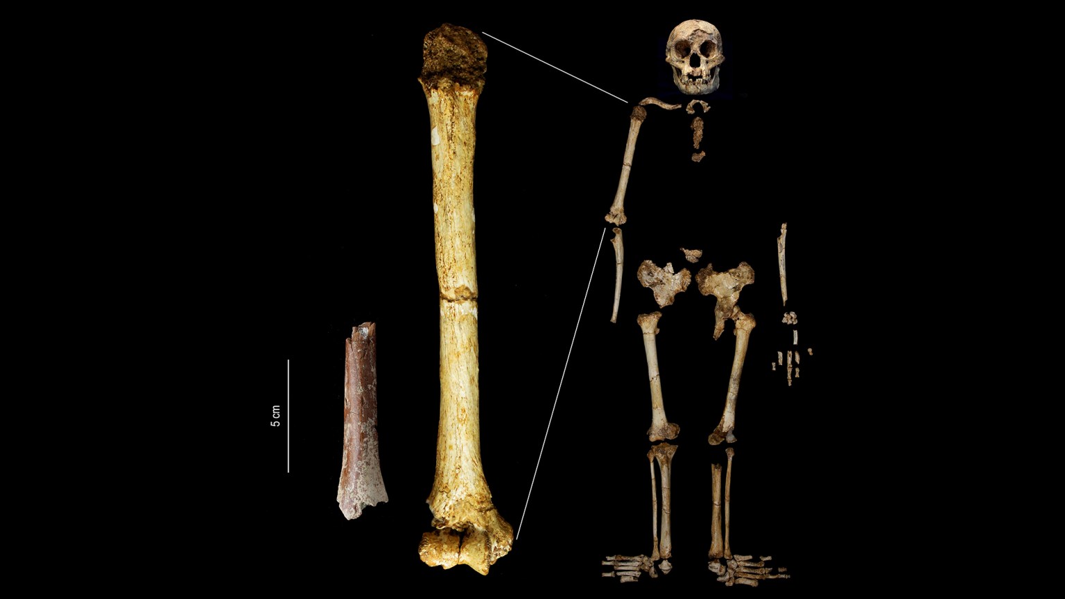 New ‘Hobbit’ fossils discovered on Indonesia’s Flores island | Popular ...