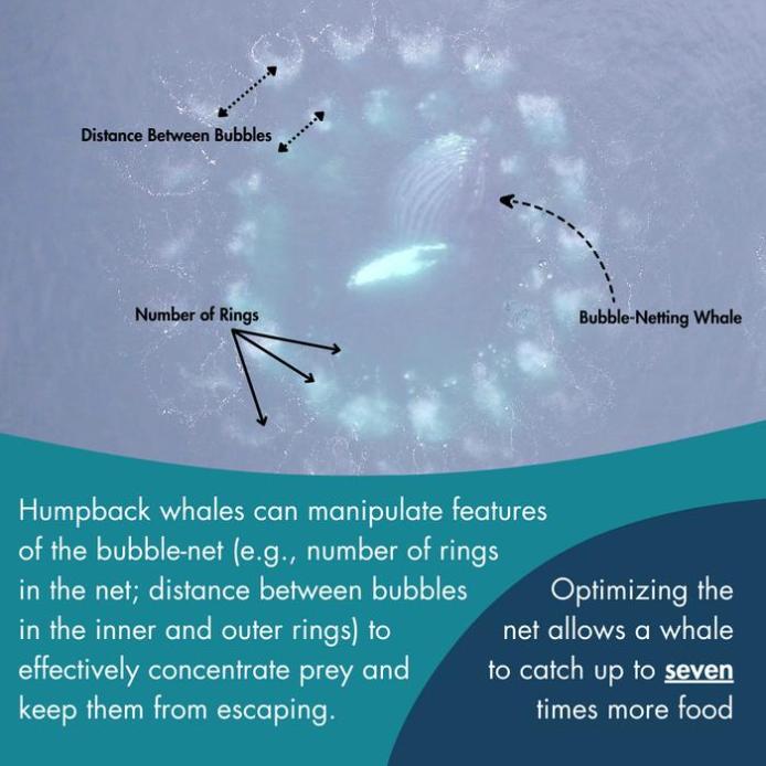 Humpback whales use bubble-nets as 'tools' | Popular Science
