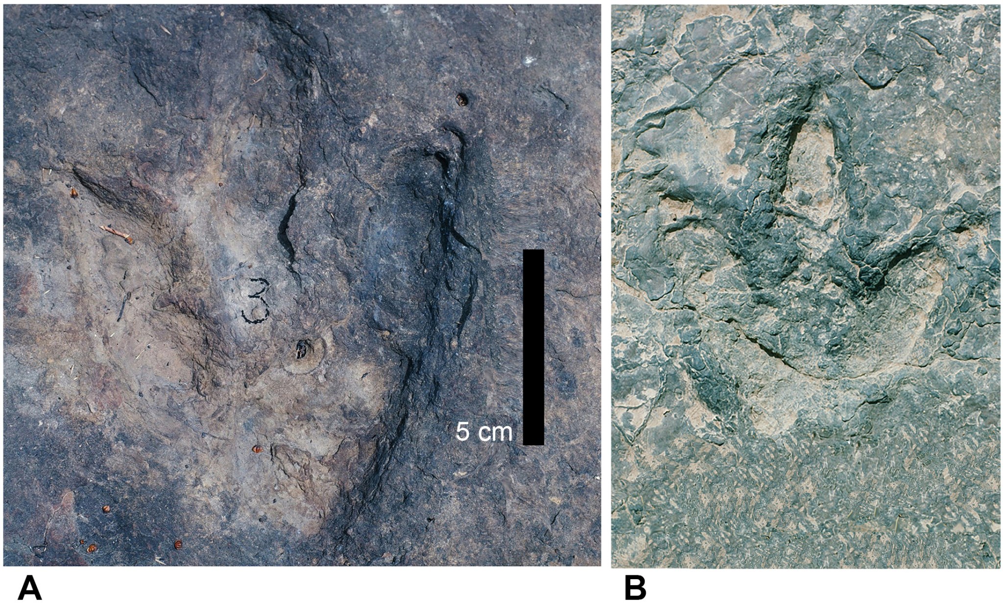 Dinosaur footprints from Africa and South America are a match | Popular ...