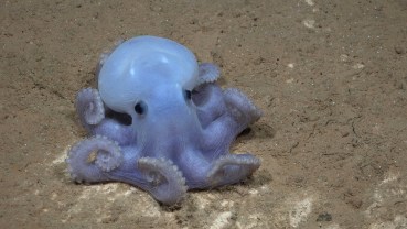New images of deep sea wonders are surprisingly adorable | Popular Science