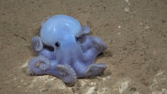 New images of deep sea wonders are surprisingly adorable | Popular Science