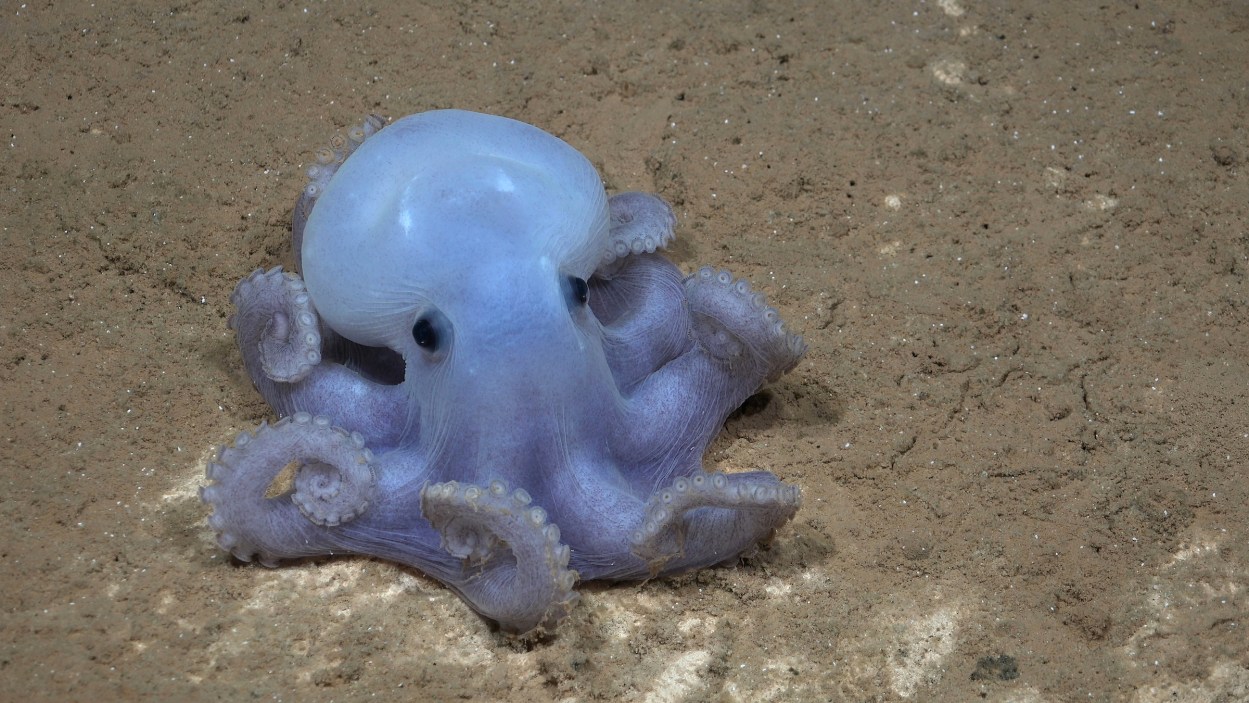 New images of deep sea wonders are surprisingly adorable | Popular Science