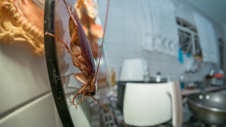Why cockroaches are so resilient | Popular Science