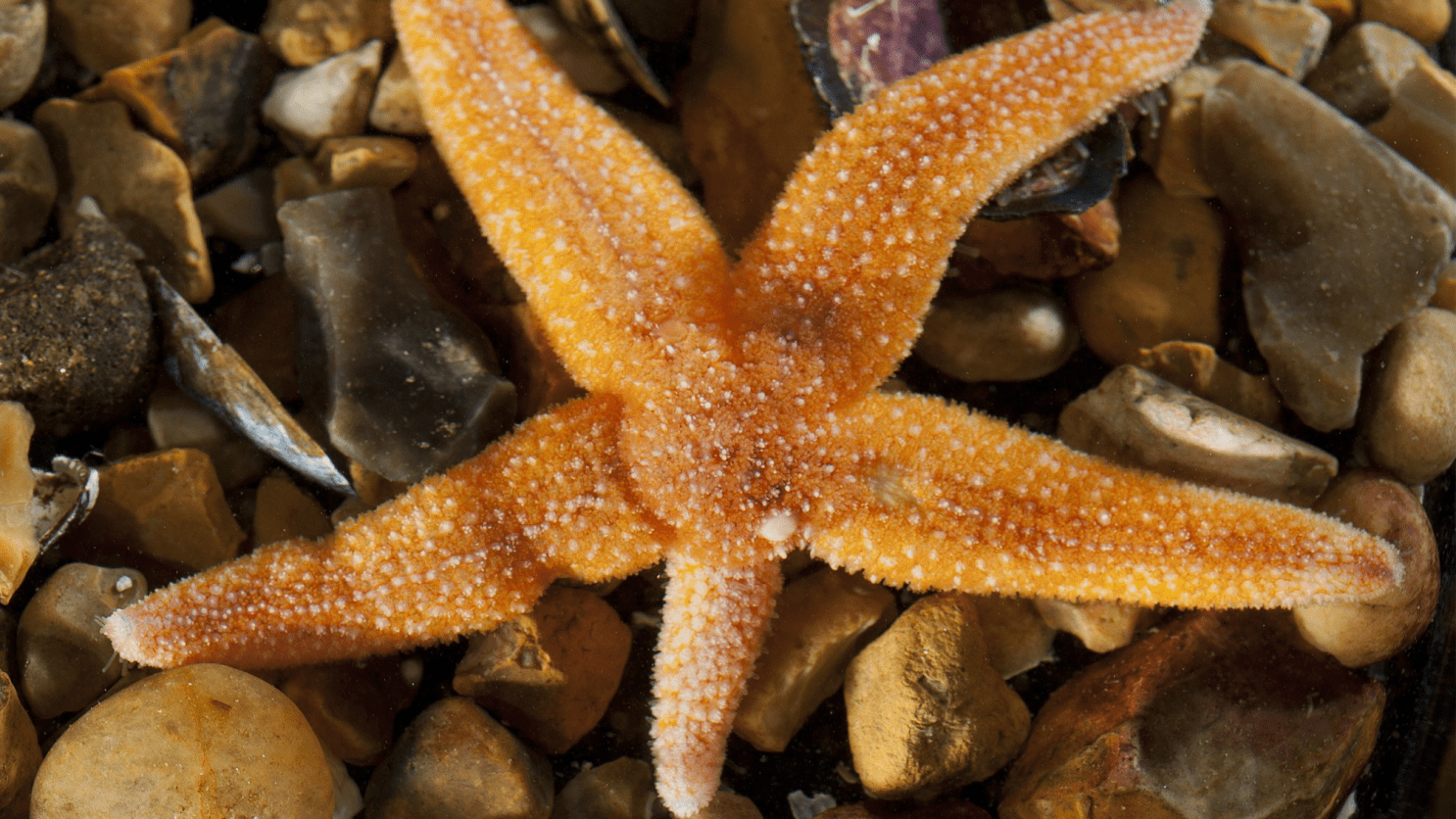 How starfish lose limbs (on purpose) and survive | Popular Science
