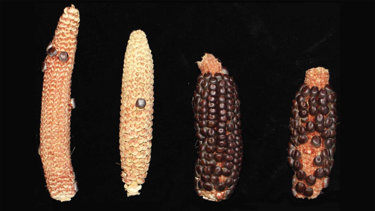 Love corn? Thank interbreeding | Popular Science