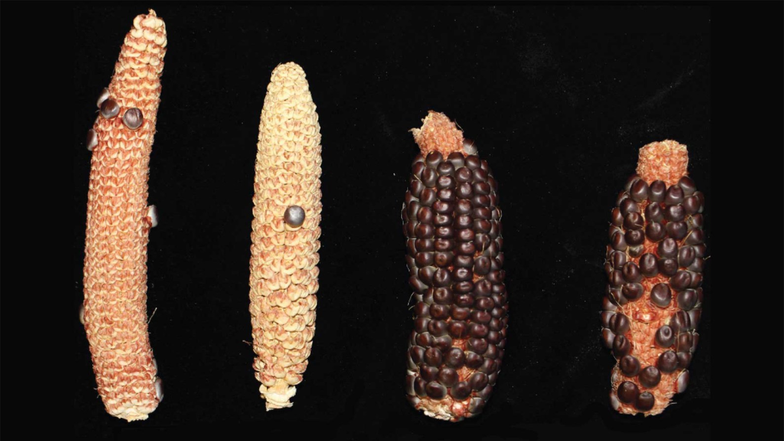 Love corn? Thank interbreeding | Popular Science