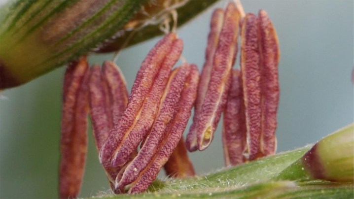 Love corn? Thank interbreeding | Popular Science