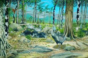 The dodo was faster and smarter than you think | Popular Science