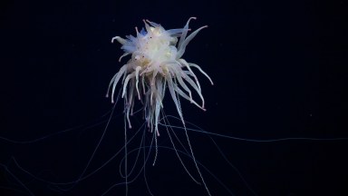 New images of deep sea wonders are surprisingly adorable | Popular Science