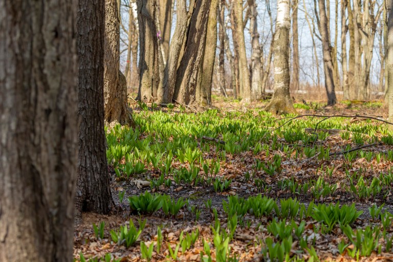 How to start forest farming: Grow delicious food in the woods | Popular ...