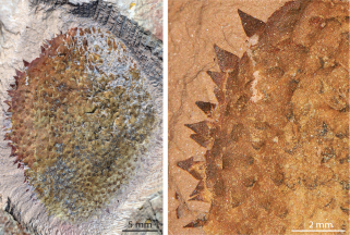 A ‘rotting little plastic bag’ was actually a 514 million-year-old ...