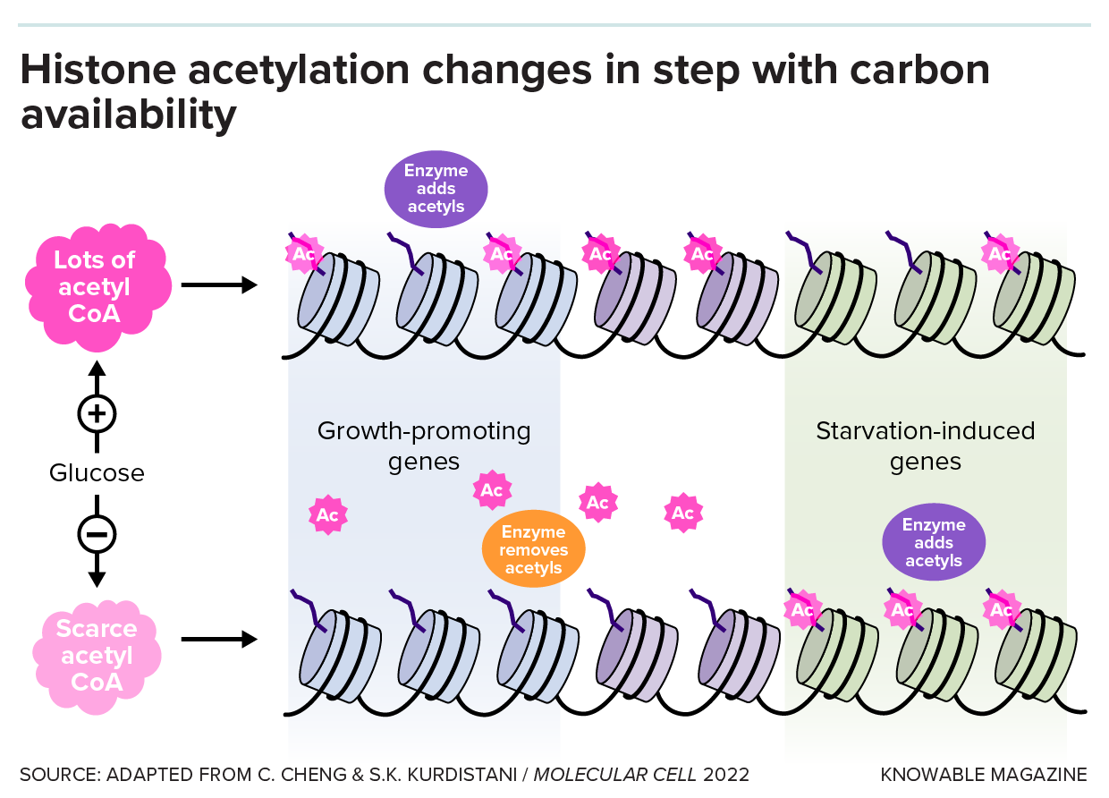 These proteins have been secretly managing your cells | Popular Science