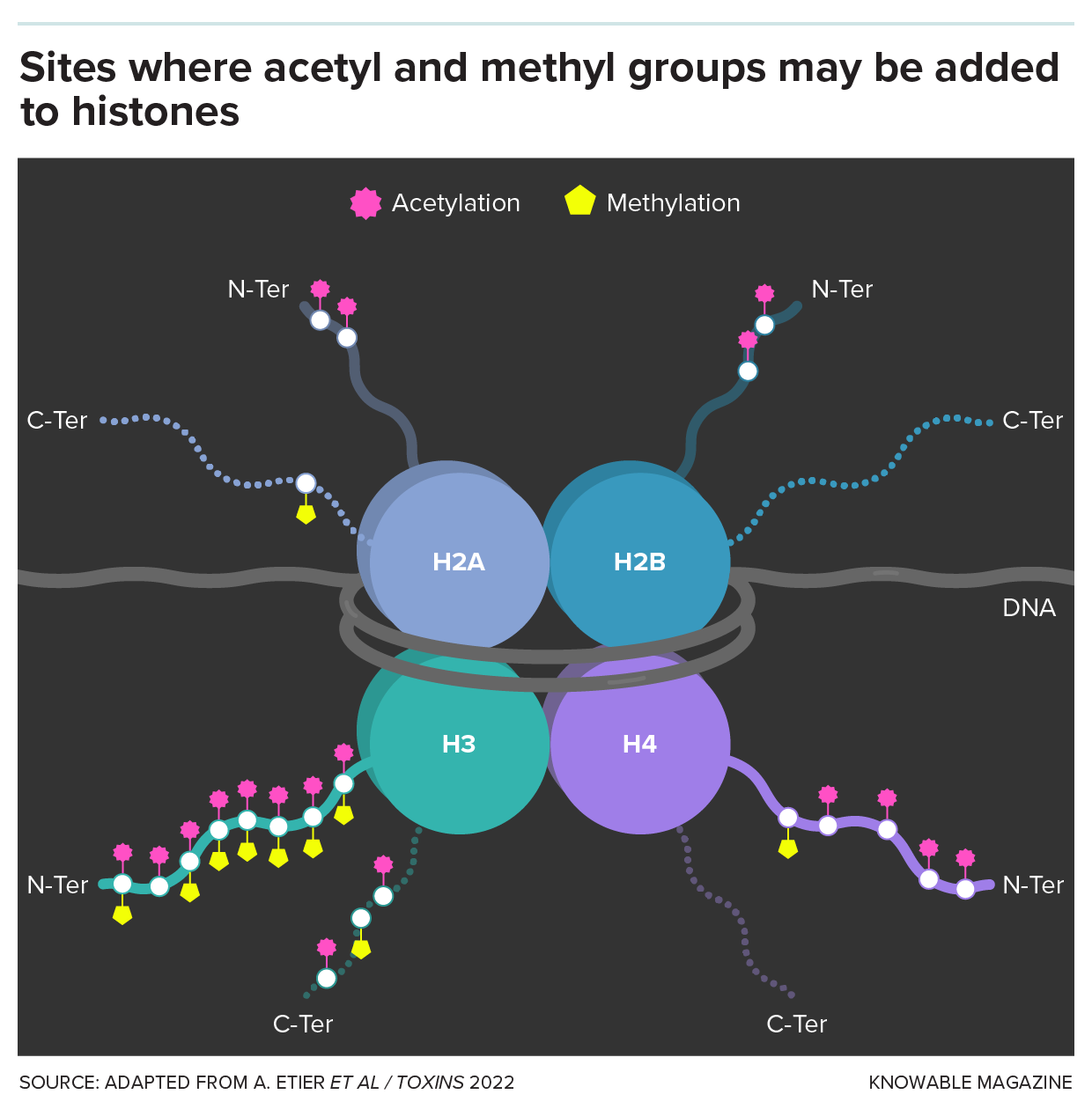 These proteins have been secretly managing your cells | Popular Science