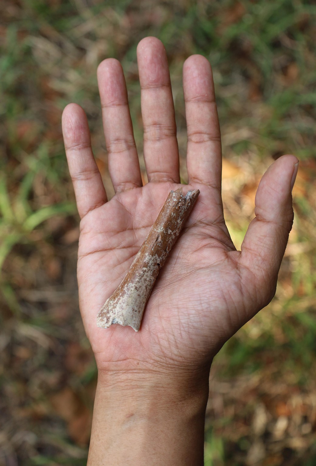 New ‘Hobbit’ fossils discovered on Indonesia’s Flores island | Popular ...