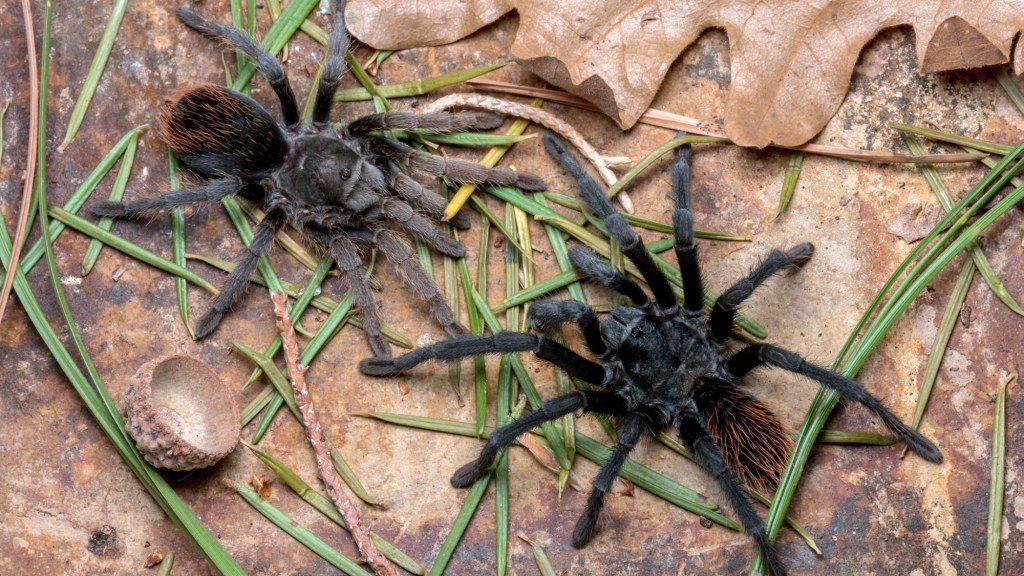 Newly discovered tarantulas may already be in danger | Popular Science