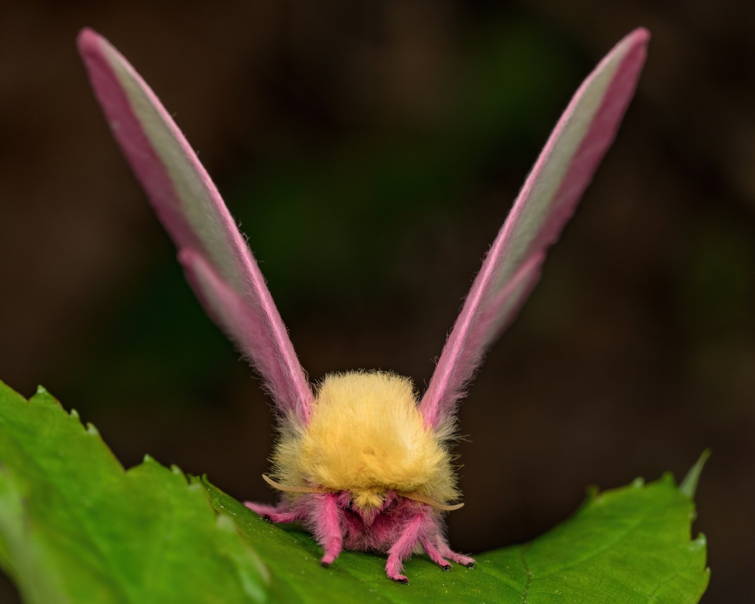 The ‘disco’ gene could help moths tell time | Popular Science