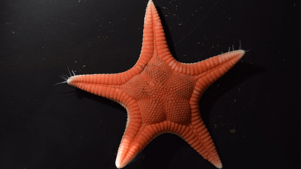 Seriously grumpy-faced fish discovered in Red Sea | Popular Science