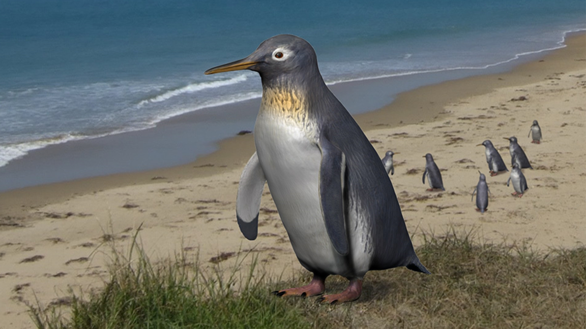 Tiny fossil reveals when penguins evolved their surprisingly useful ...
