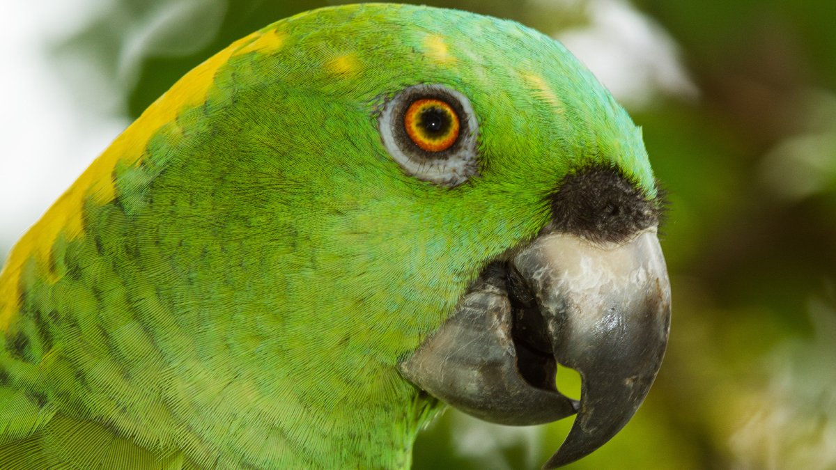 These parrots have accents | Popular Science
