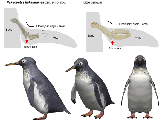 Tiny fossil reveals when penguins evolved their surprisingly useful ...