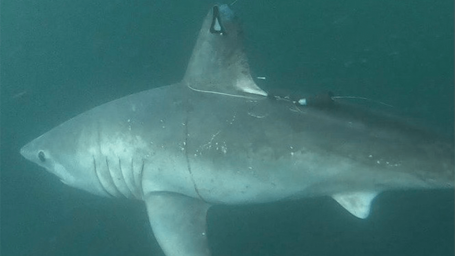 Aquarium surprised by shark born in a tank without males | Popular Science