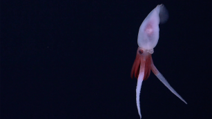 New images of deep sea wonders are surprisingly adorable | Popular Science